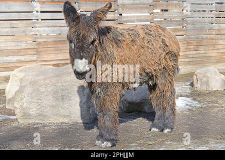 A Baudet du Poitou or Poitevin or Poitou donkey foal runs across a dry ...