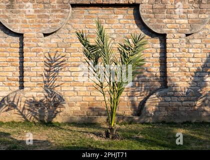 Date palm tree farm, phoenix dactylifera,in the Judean desert, Israel ...