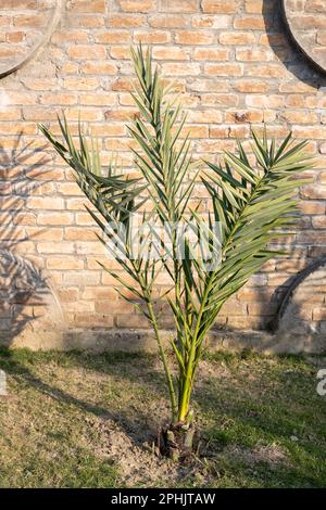 Small young green dates of a palm tree in an ornamental arabian ...