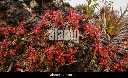 Plants of Drosera roraimae, a carnivorous sundew, in shallow water on ...