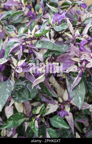 Ornamental pepper Calico, Capsicum annuum Calico, variegated green ...