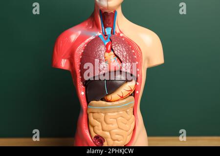 Human anatomy mannequin showing internal organs near chalkboard Stock ...