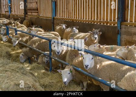The Lambing Shed at Kentmere Hall in Cumbria Stock Photo - Alamy