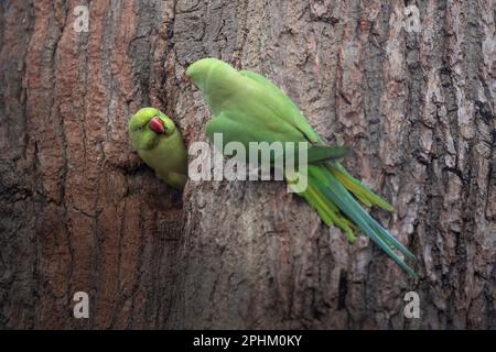 ADORABLE images of an inquisitive parakeet peeping out of its nest hole ...