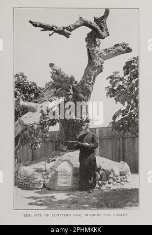 The Junipero oak tree at Mission San Carlos del Carmelo, photographed ...