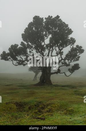 Fanal Forest in Madeira, Portugal. Ancient Laurel trees in misty fog ...