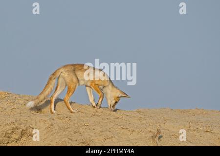 Desert fox (Vulpes vulpes pusilla), also known as the white-footed fox ...