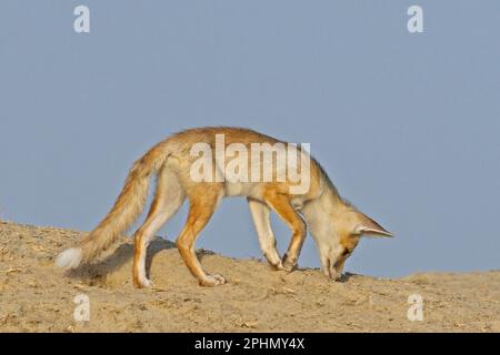 Desert fox (Vulpes vulpes pusilla), also known as the white-footed fox ...