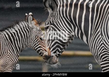 Newborn Grevy's zebra Lola, who was born during the early hours of ...