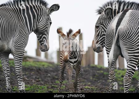 Newborn Grevy's zebra Lola, who was born during the early hours of ...