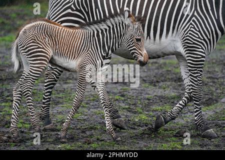 Newborn Grevy's zebra Lola, who was born during the early hours of ...
