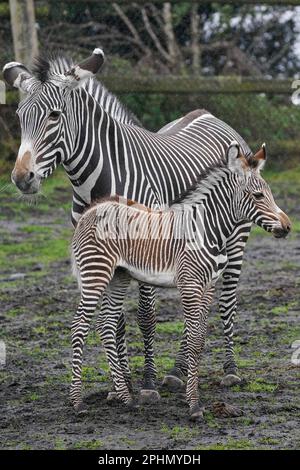 Newborn Grevy's zebra Lola, who was born during the early hours of ...
