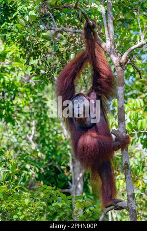 "Man of the Forest". Wild alfamale of Borneo Orangutan (Pongo pygmaeus ...