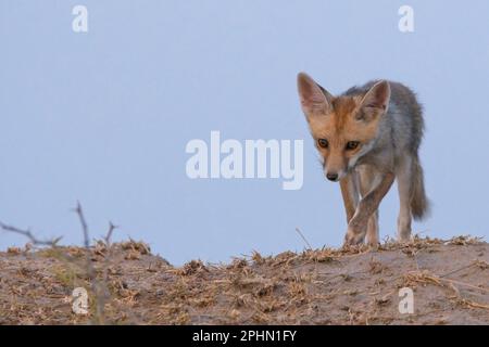 Desert fox (Vulpes vulpes pusilla), also known as the white-footed fox ...
