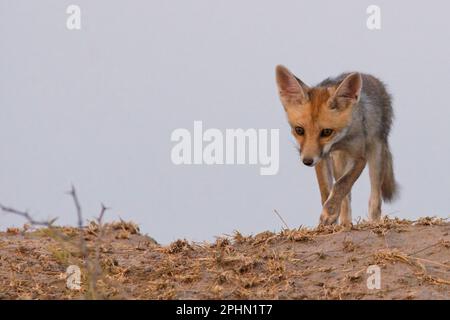 Desert fox (Vulpes vulpes pusilla), also known as the white-footed fox ...