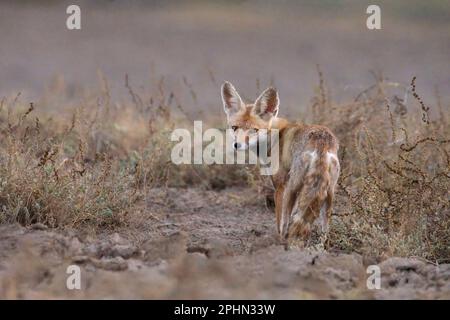 Desert fox (Vulpes vulpes pusilla), also known as the white-footed fox ...