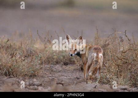 Desert fox (Vulpes vulpes pusilla), also known as the white-footed fox ...