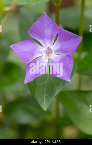 Purple Periwinkle Flower, Vinca Major Stock Photo - Alamy