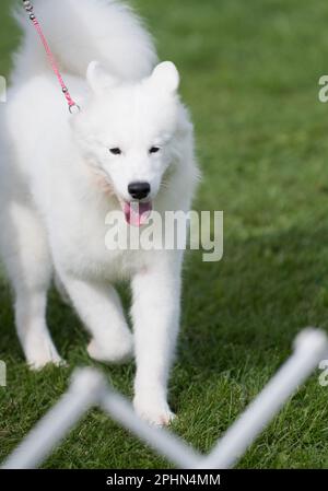 White fluffy Samoyed is walking in the forest, Balta kapa in Baltic ...