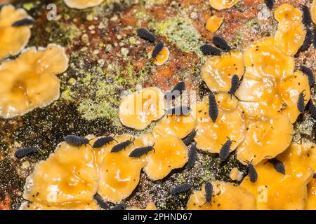 Snow Fleas Aka Winter Springtails - Hypogastrura nivicola Stock Photo ...