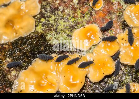 Snow Fleas Aka Winter Springtails - Hypogastrura nivicola Stock Photo ...