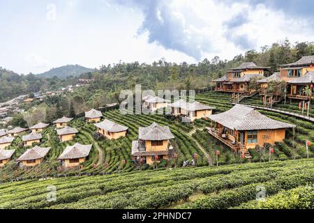 green tea garden in Mae Salong area in northern thailand Stock Photo ...