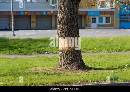 Ring barked Oak Tree trunk.(Quercus robur). Using a chain saw ...