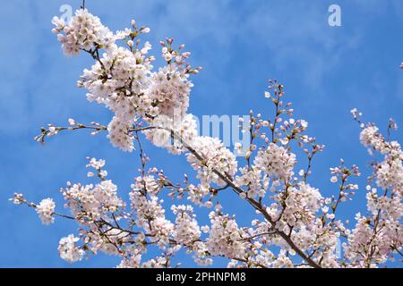 Yoshino Cherry Trees (Prunus x yedoensis) Wisley Gardens, Surrey UK ...