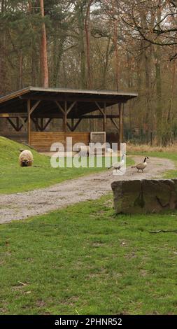 Open Wide Zoo in Cologne, Germany Stock Photo - Alamy