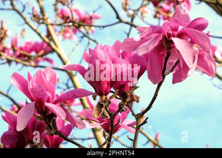 Purple Magnolia 'Ruth' in flower Stock Photo - Alamy
