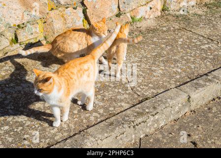 Three tabby and white cats Stock Photo - Alamy