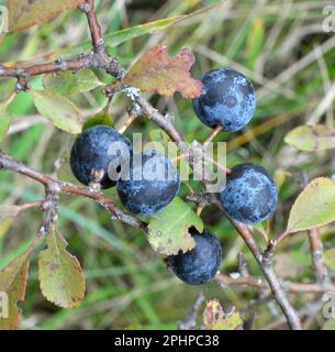 On the branch bush mature dark blue berries blackthorn Stock Photo - Alamy
