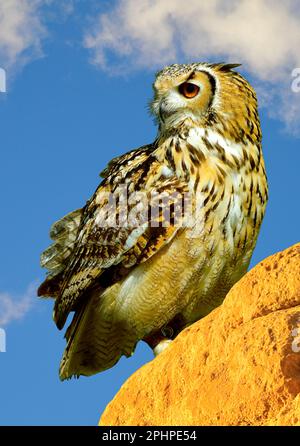 Eagle owl (latin: Bubo bubo) on perch, facing , green background ...