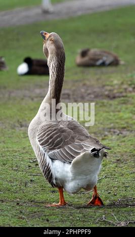 Toulouse domestic goose (Anser domesticus) two geese and their goslings ...