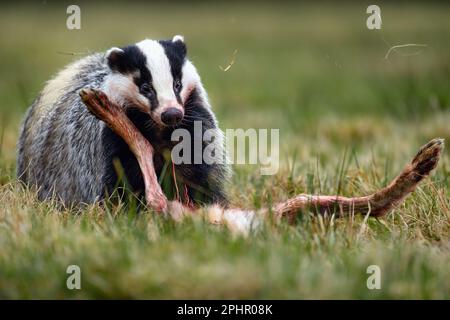A badger caught a hare at the edge of the forest Stock Photo - Alamy