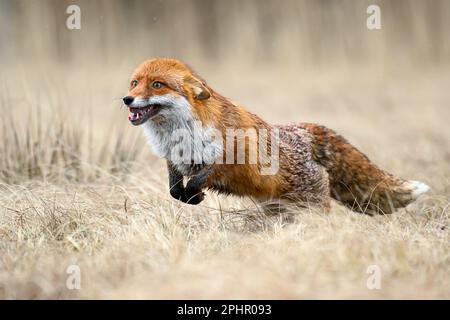 The red fox is hungry and on the lookout for prey Stock Photo - Alamy