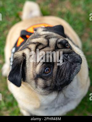 Dog Mops. lovely happy fat cute pug dog on the green grass floor under ...