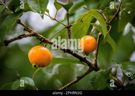 Guavira Fruit (Campomanesia pubescens Stock Photo - Alamy