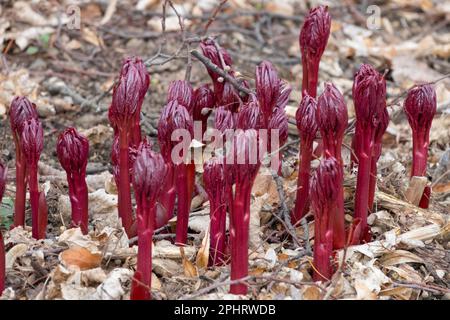 Early spring, Garden, Paeonia, Sprouts, Peonies, Budding, Peony ...