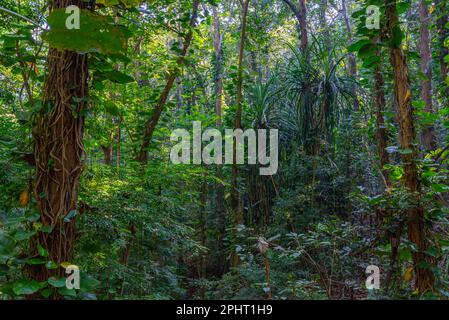 Udawattakele sanctuary in Kandy, Sri Lanka Stock Photo - Alamy
