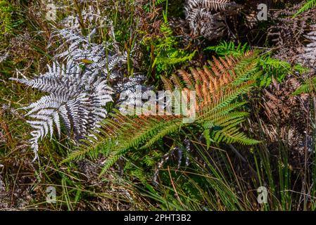 Invasive green fern at Horton Plains national park at Sri Lanka Stock ...