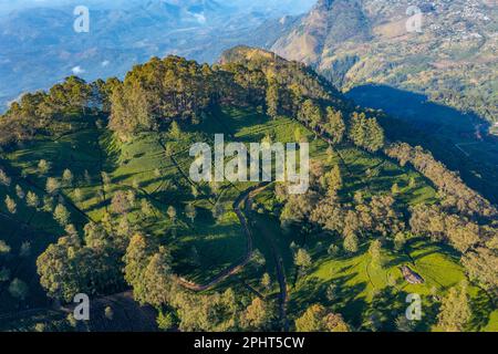 Aerial view of Lipton's seat viewpoint and adjacent tea plantations at ...
