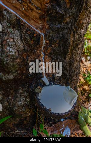 Rubber tree cultivation at Sri Lanka Stock Photo - Alamy