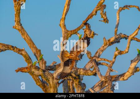 Marsh Harrier at Bundala national park in Sri Lanka Stock Photo - Alamy
