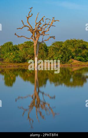 Marshes at Bundala national park in Sri Lanka Stock Photo - Alamy