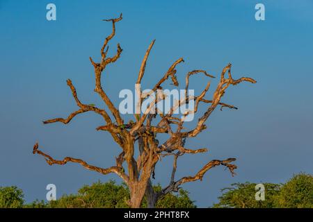 Marshes at Bundala national park in Sri Lanka Stock Photo - Alamy