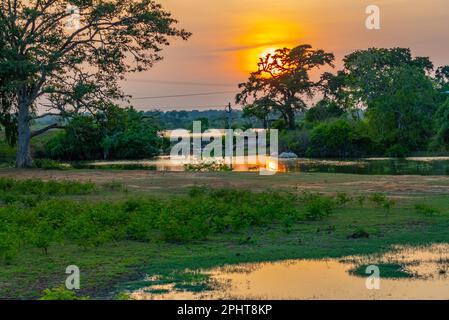 Marshes at Bundala national park in Sri Lanka Stock Photo - Alamy
