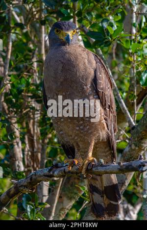 Marsh Harrier at Bundala national park in Sri Lanka Stock Photo - Alamy