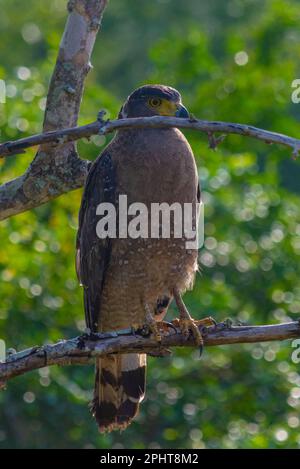 Marsh Harrier at Bundala national park in Sri Lanka Stock Photo - Alamy
