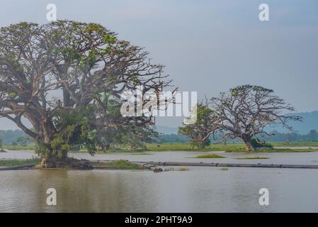 Tissa Weva lake at Sri Lanka. Tissa Weva lake at Sri Lanka Stock Photo ...